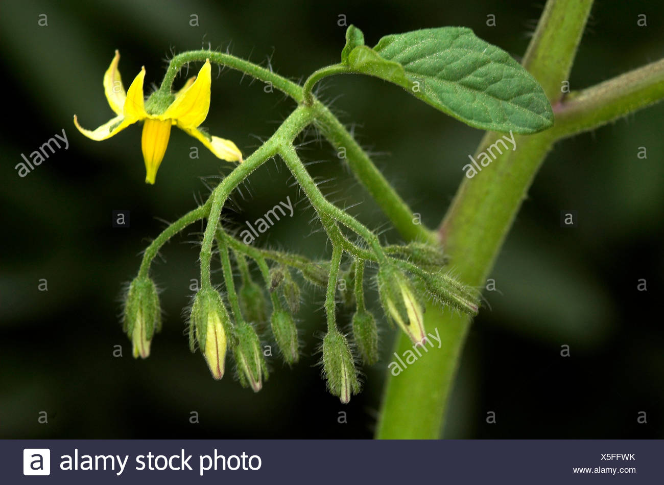 Plant Growth Sequence Stock Photos & Plant Growth Sequence Stock Images ...