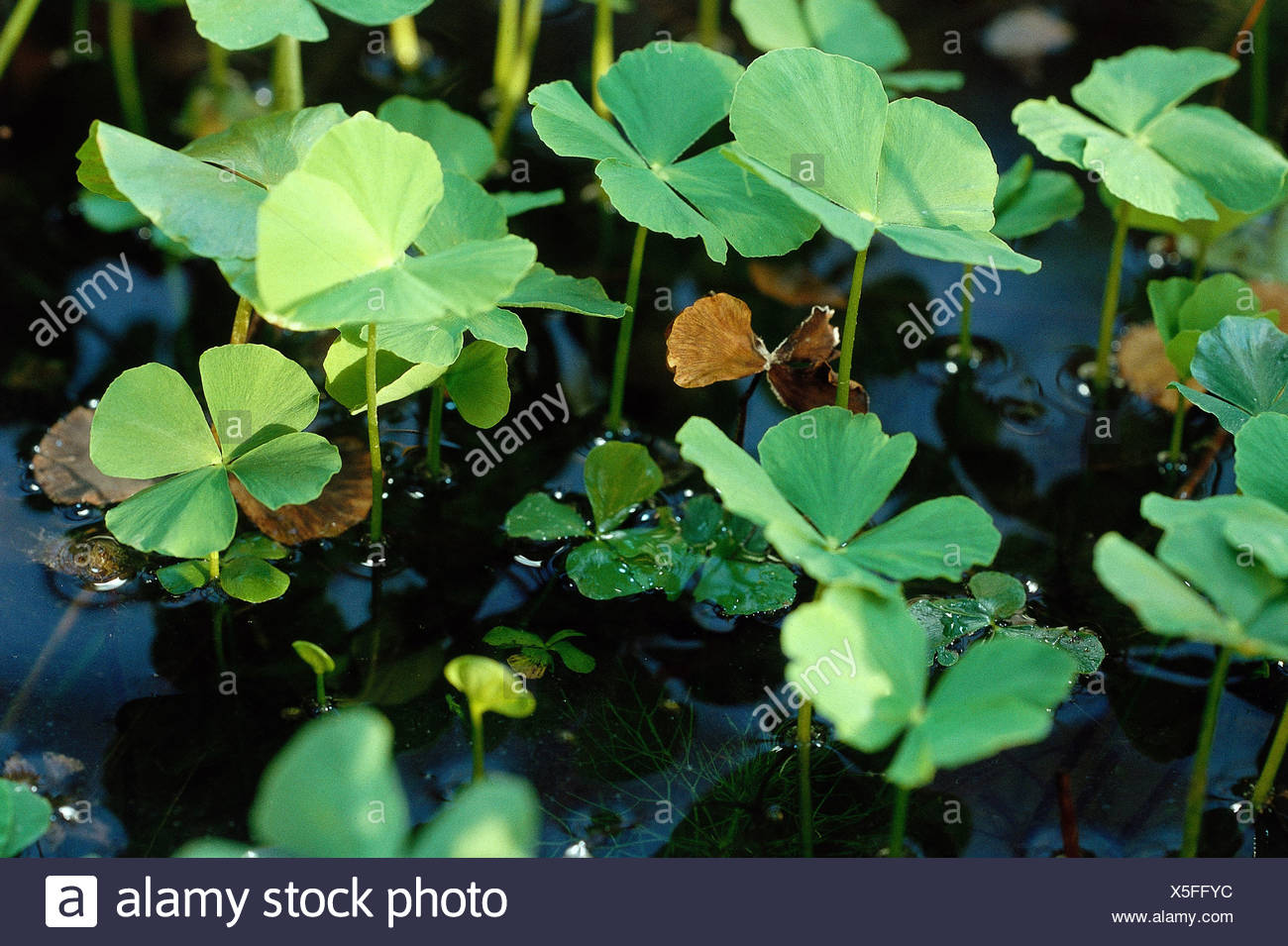 Marsilea High Resolution Stock Photography and Images - Alamy
