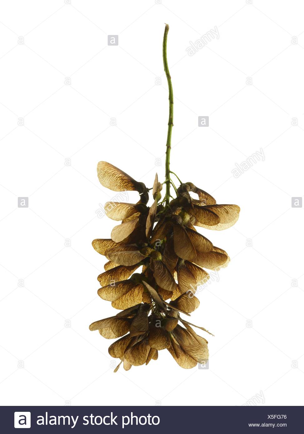 Sycamore Seed High Resolution Stock Photography and Images - Alamy