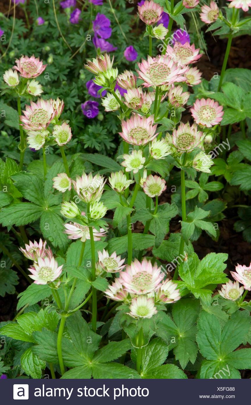 Major Roma High Resolution Stock Photography and Images - Alamy