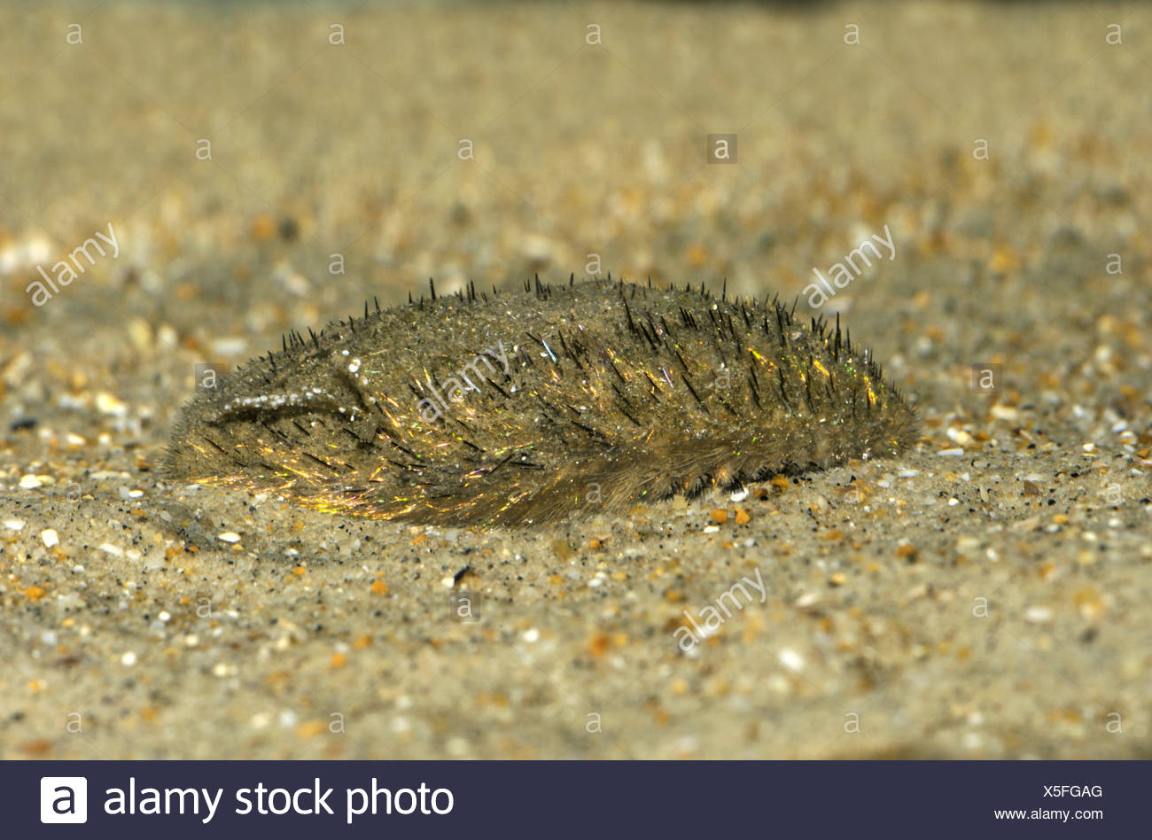 Aphrodita High Resolution Stock Photography and Images - Alamy