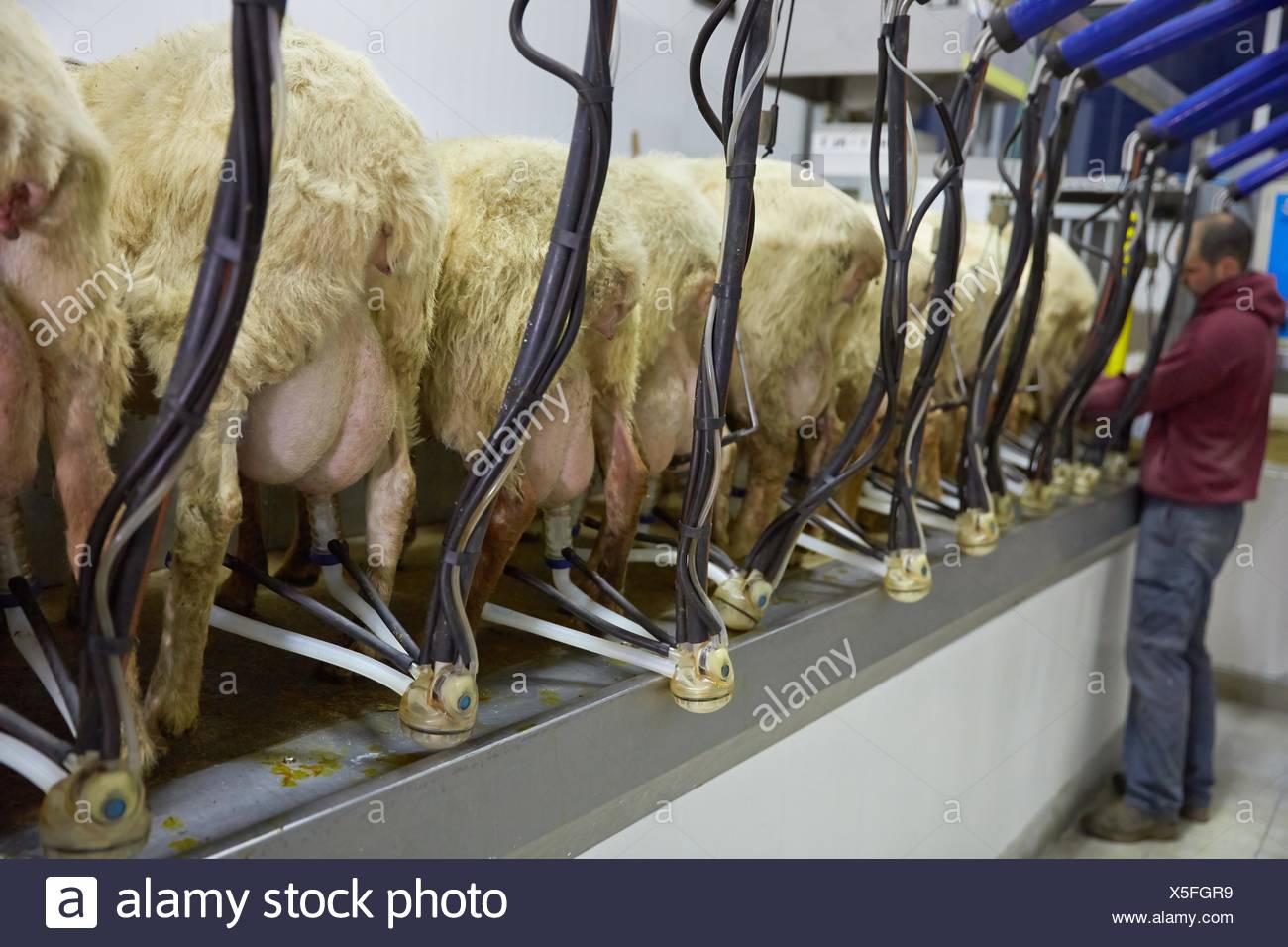 Full Udders Stock Photos & Full Udders Stock Images - Alamy