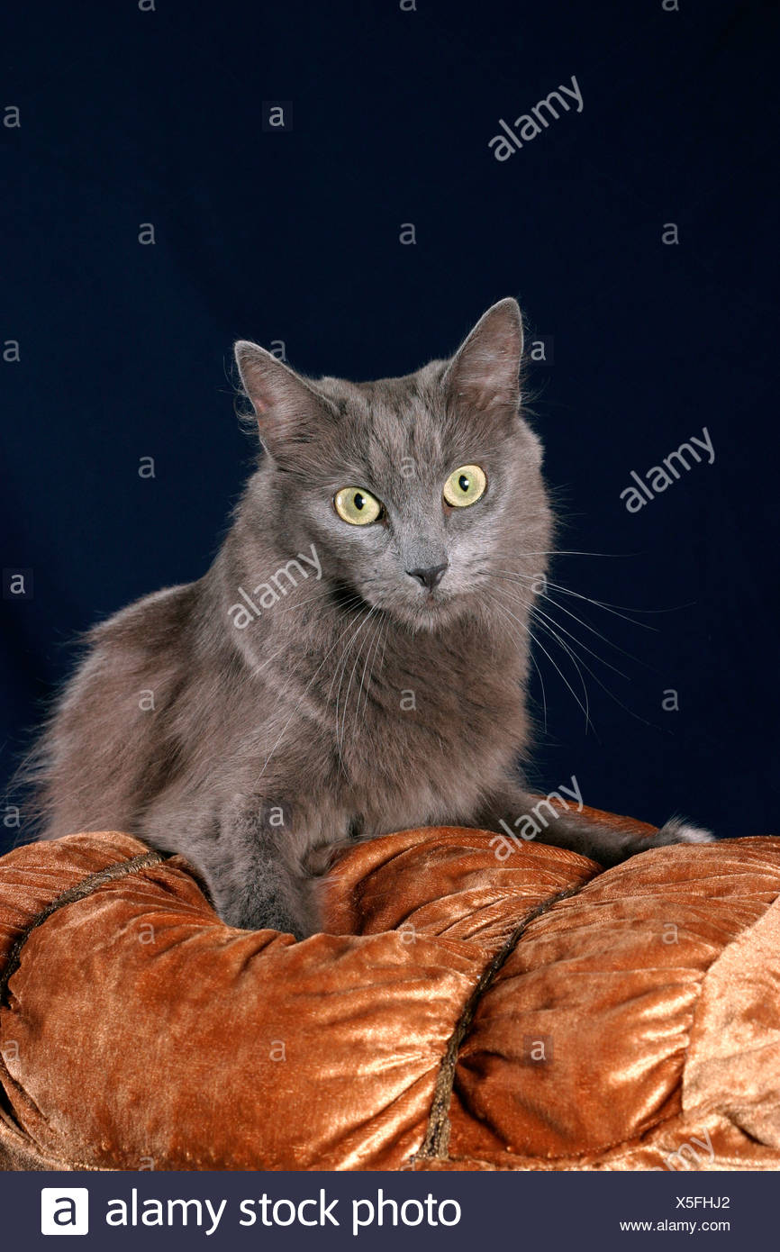 Nebelungkatze High Resolution Stock Photography and Images - Alamy