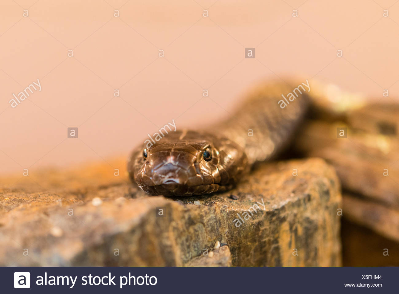 Psammophis Mossambicus High Resolution Stock Photography and Images - Alamy