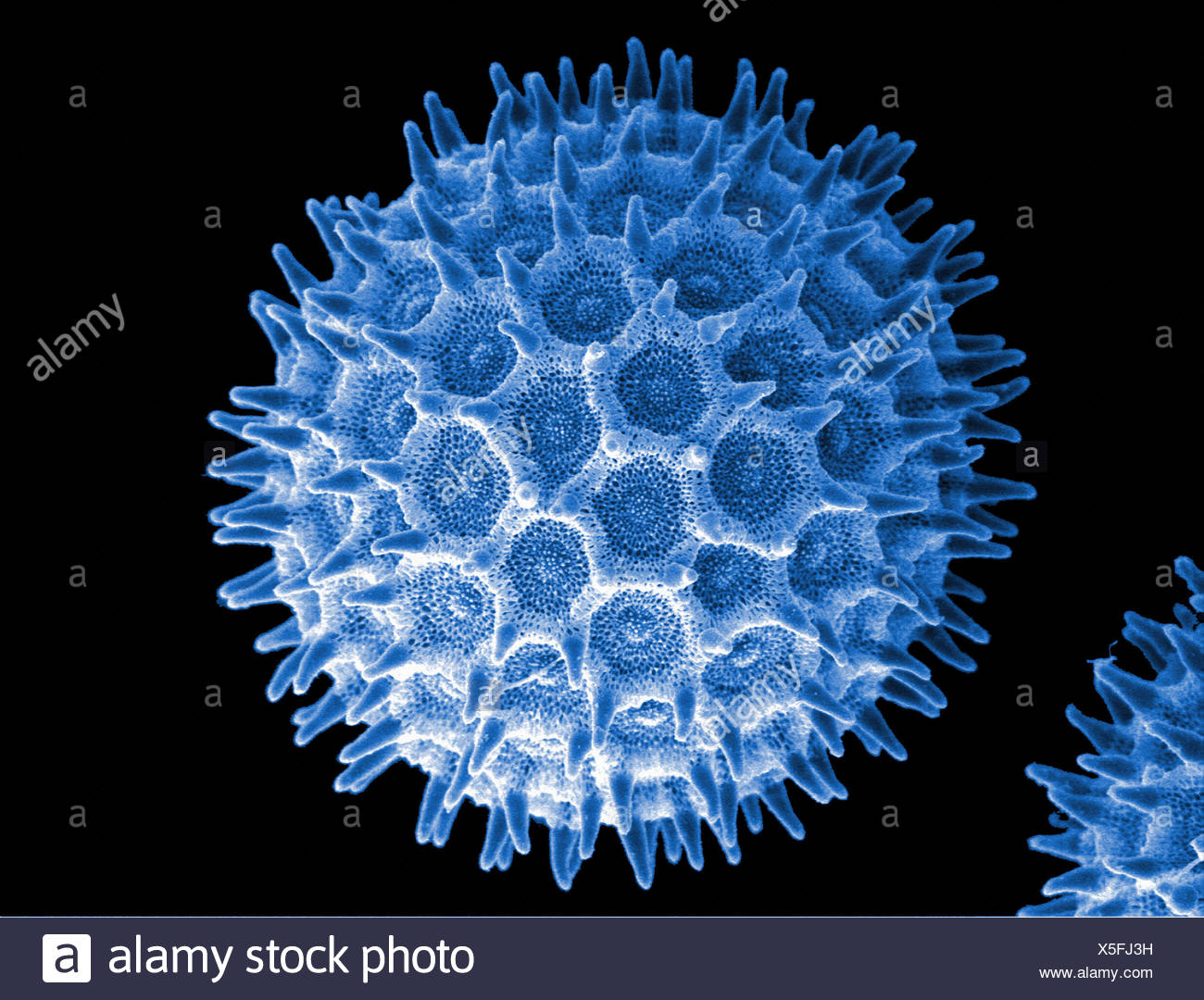 Allergen Micrograph High Resolution Stock Photography and Images - Alamy