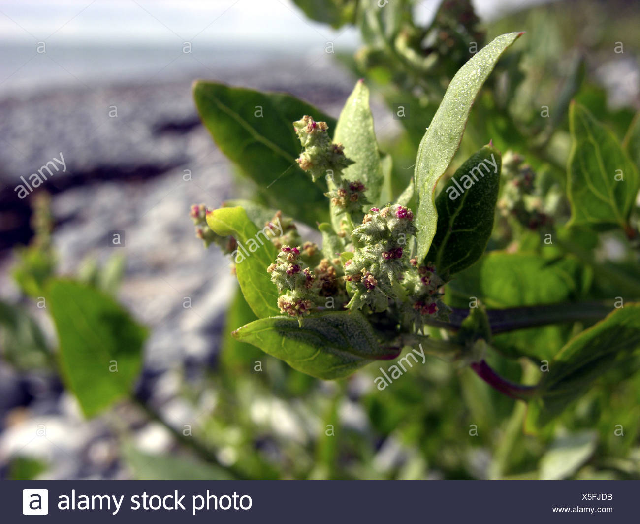 Hastate Leaves High Resolution Stock Photography and Images - Alamy