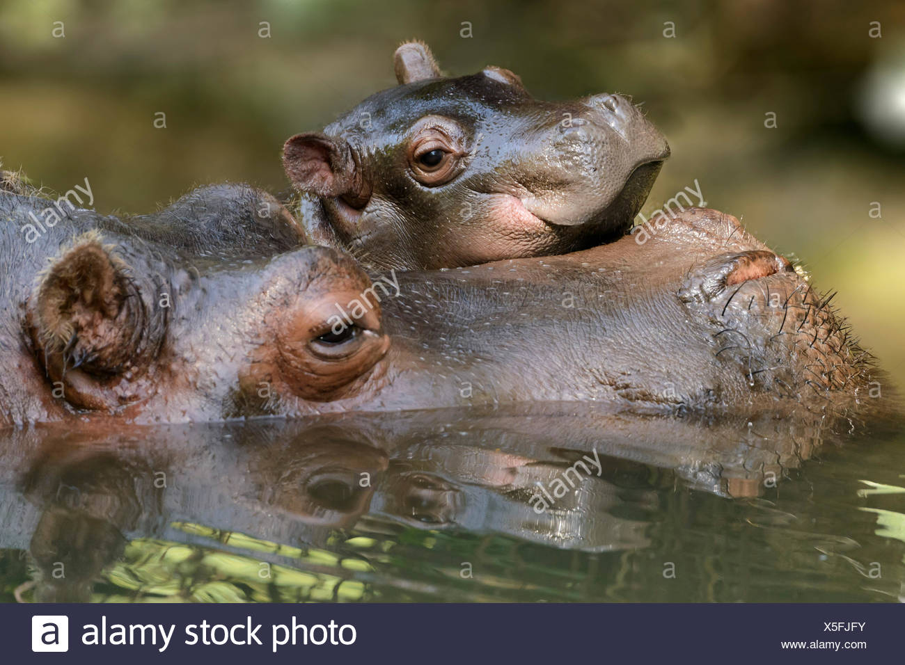 Juvenile Hippopotamus High Resolution Stock Photography and Images - Alamy