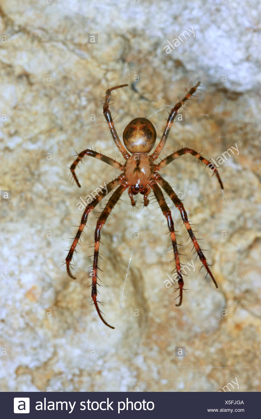 European Cave Spiders High Resolution Stock Photography and Images - Alamy