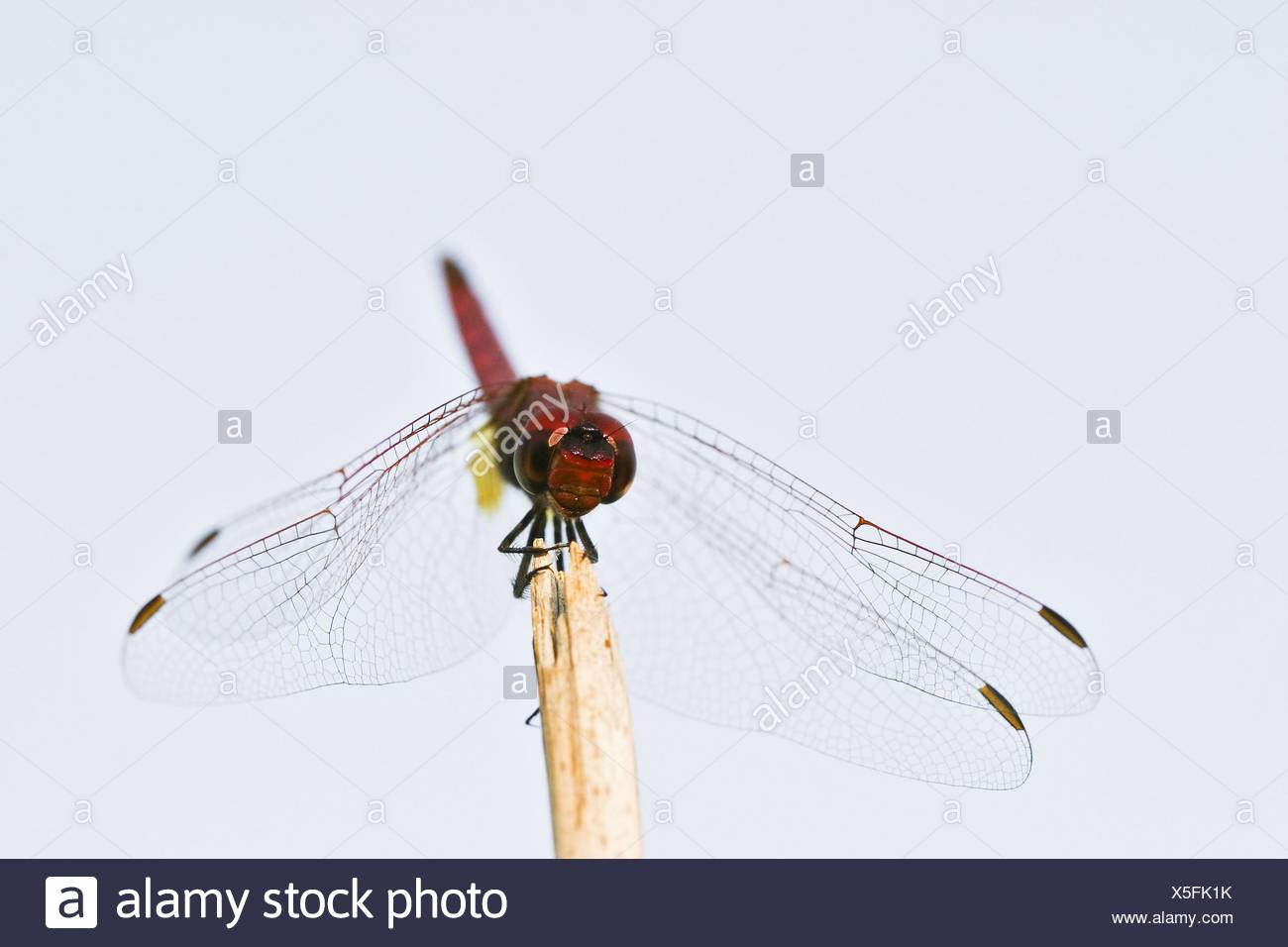 African Dragonfly High Resolution Stock Photography and Images - Alamy