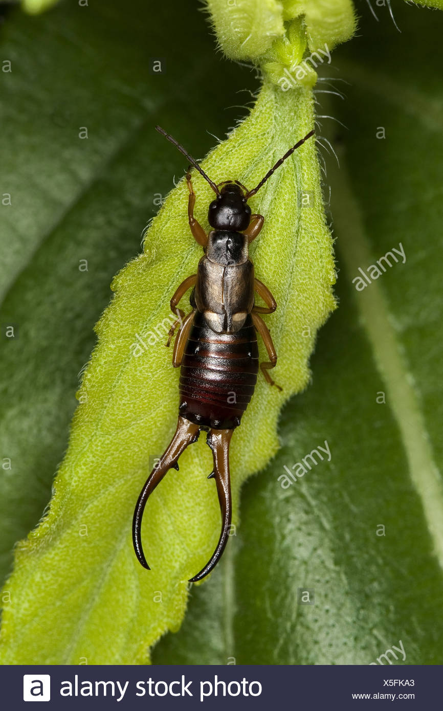 Earwig High Resolution Stock Photography and Images - Alamy