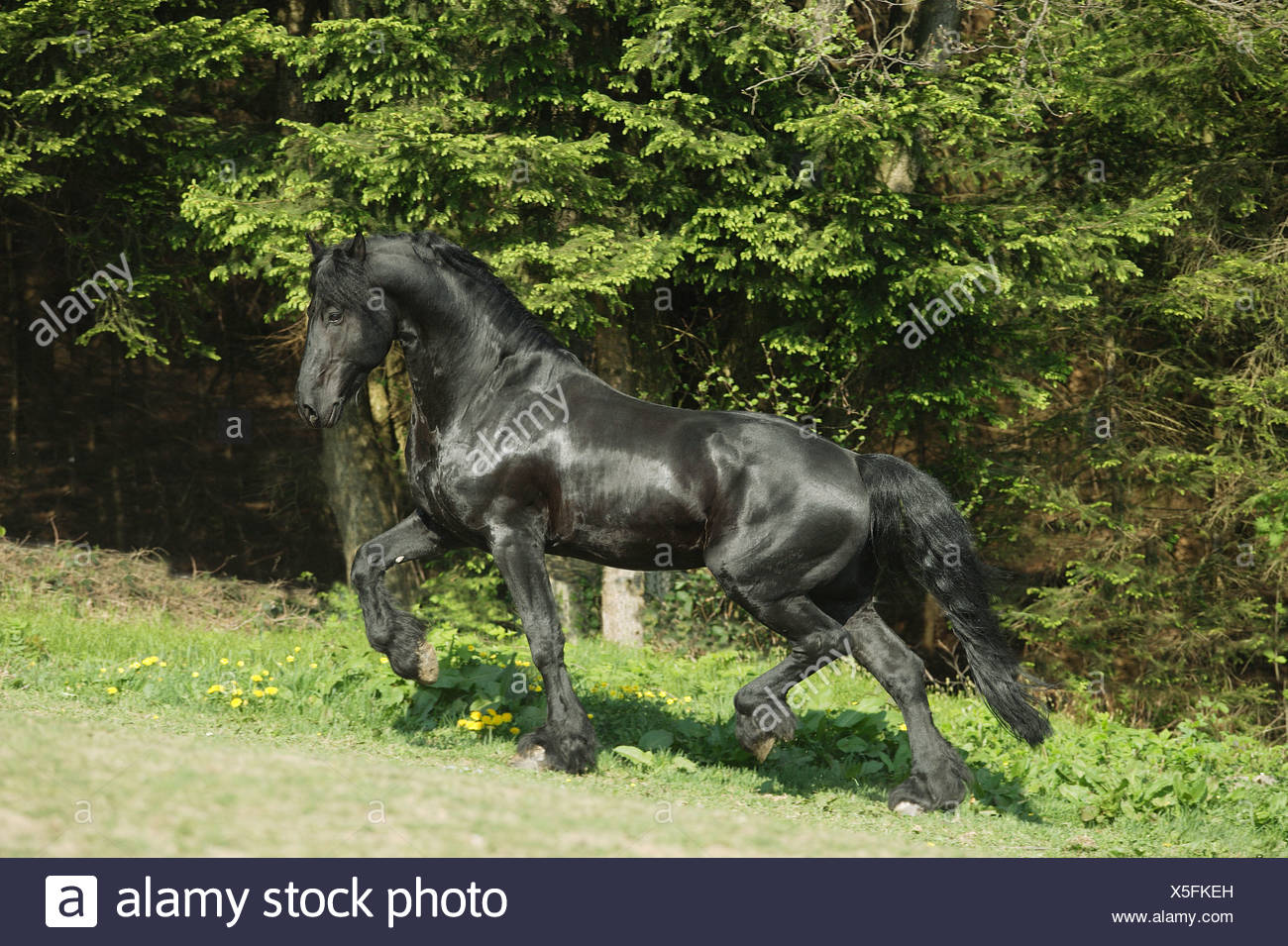 Running Friesian Horse High Resolution Stock Photography and Images - Alamy
