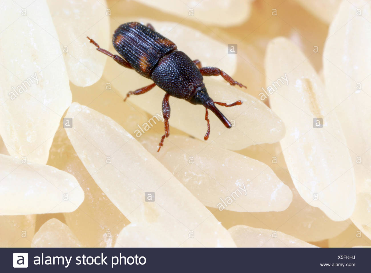 Rice Beetles High Resolution Stock Photography and Images - Alamy