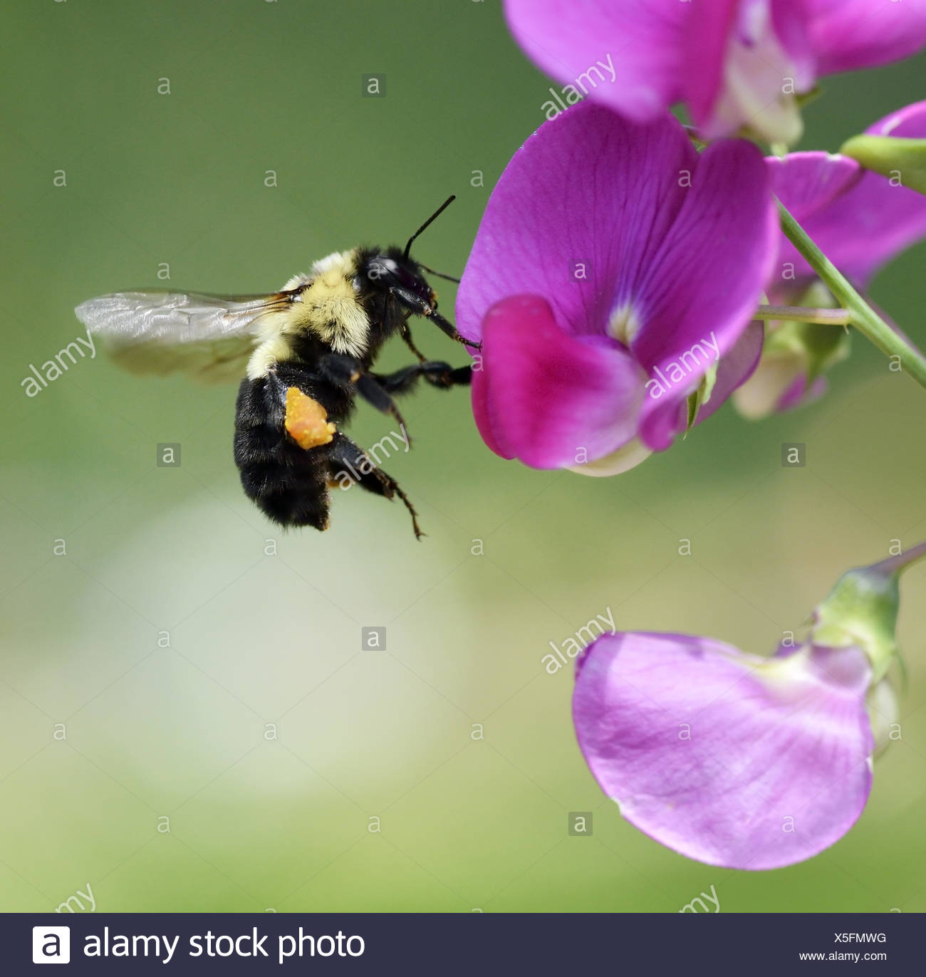 Bumble Bee Wings High Resolution Stock Photography and Images - Alamy