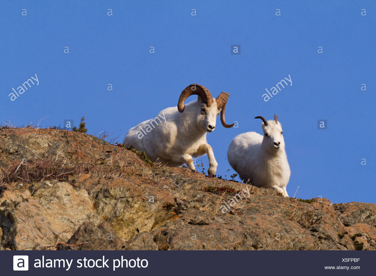Ram And Ewe Sheep High Resolution Stock Photography and Images - Alamy