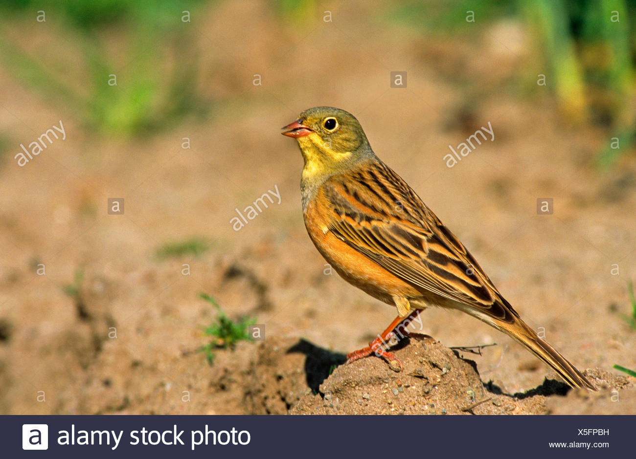 Ortolan Bunting Emberiza Hortulana Stock Photos & Ortolan Bunting ...