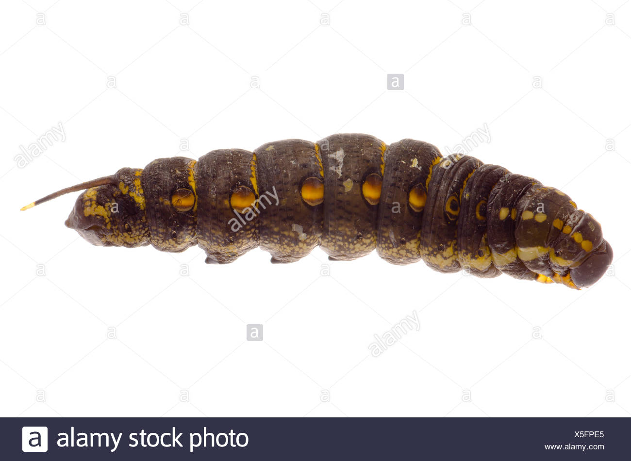 Caterpillar Cocoon High Resolution Stock Photography and Images - Alamy