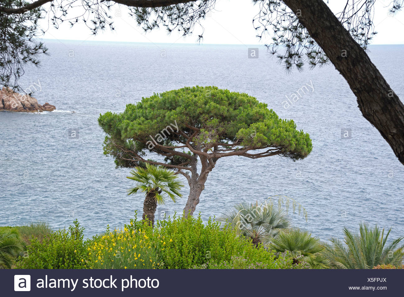 Italian Stone Pine Tree High Resolution Stock Photography and Images ...