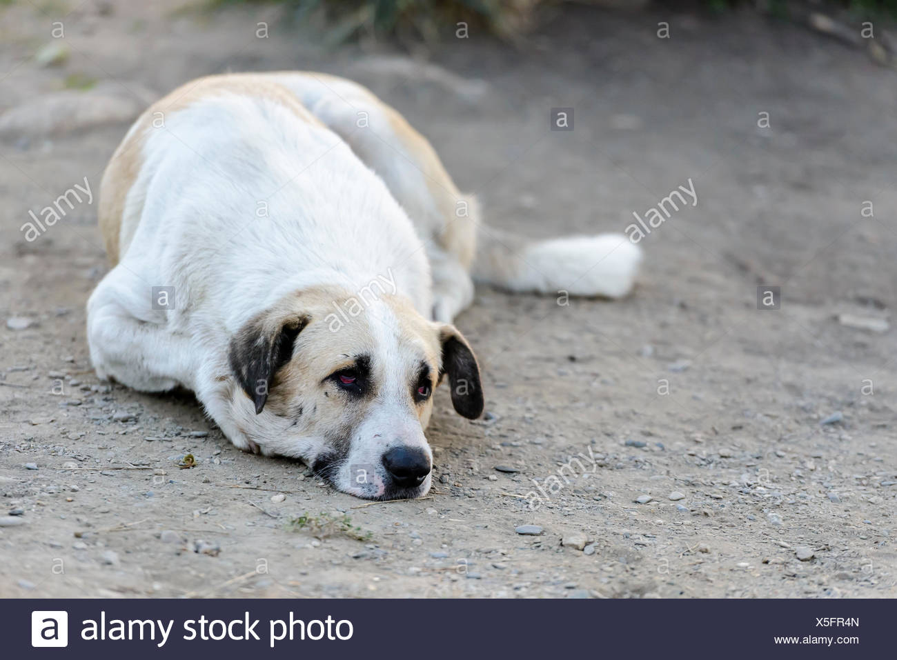 Miserable High Resolution Stock Photography and Images - Alamy