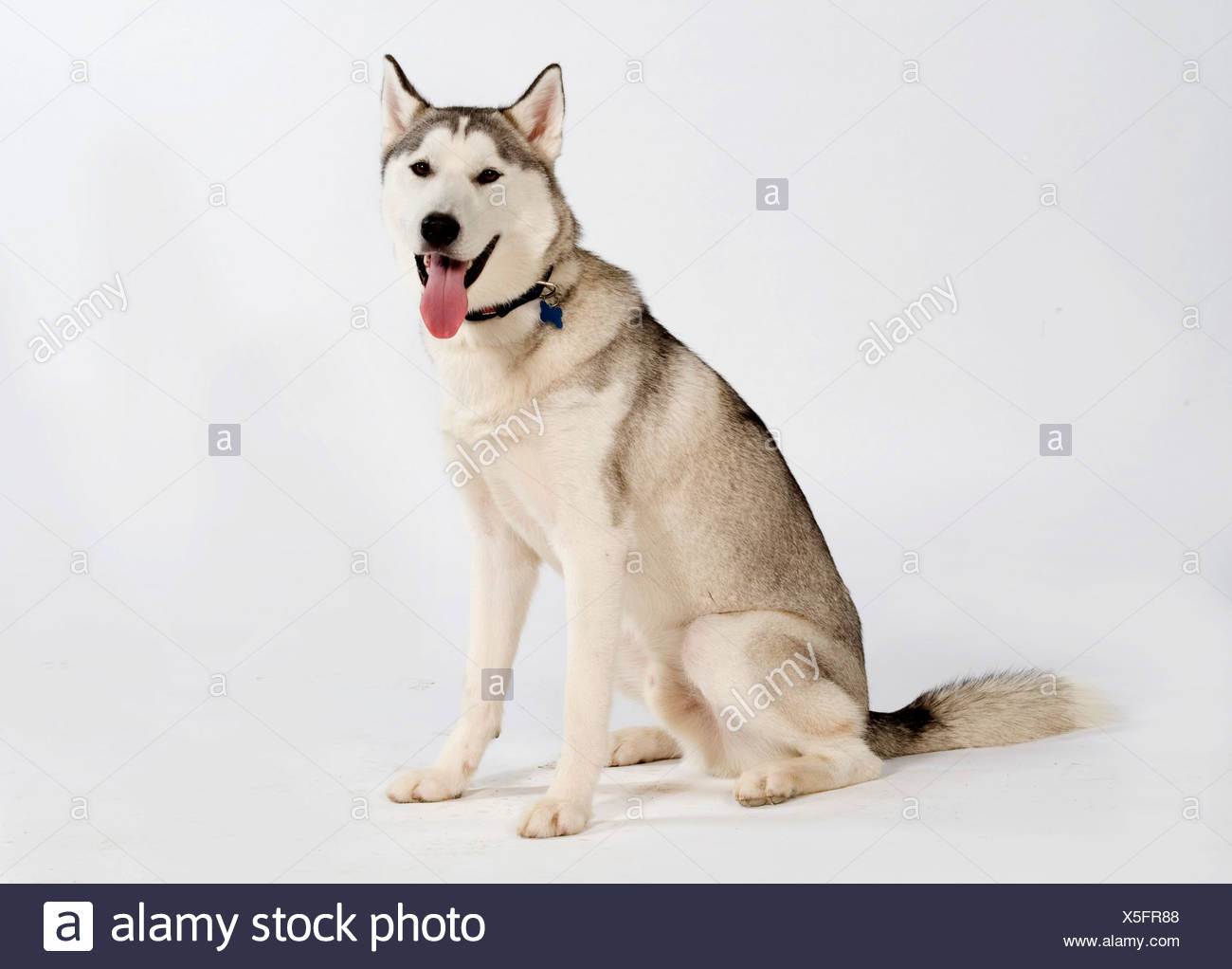 Husky Dog High Resolution Stock Photography and Images - Alamy