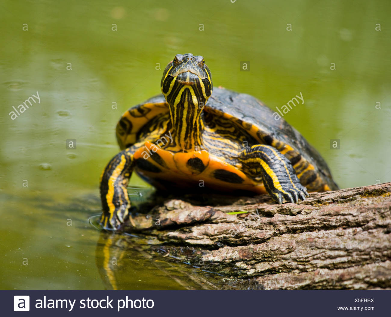 The Red Eared Slider High Resolution Stock Photography and Images - Alamy