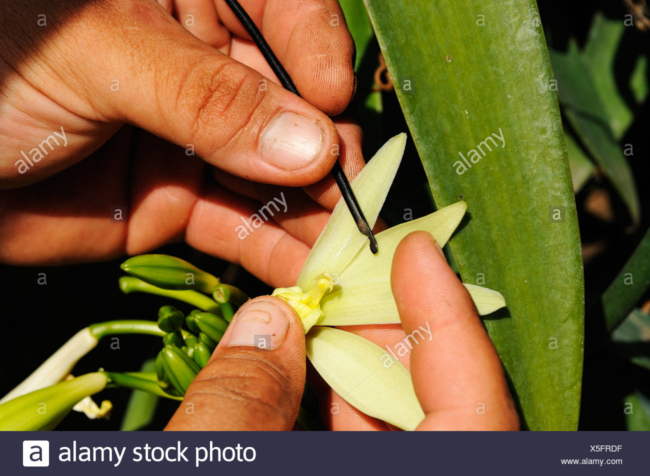 Vanilla Planifolia Pods High Resolution Stock Photography and Images ...