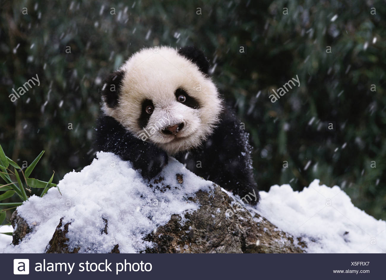 Panda In The Snow Stock Photos & Panda In The Snow Stock Images - Alamy