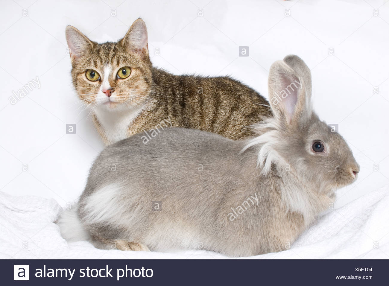 Lionhead Cross Rabbit High Resolution Stock Photography and Images - Alamy