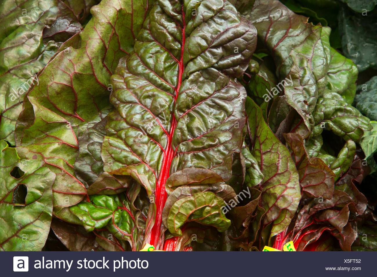 Chard Farm High Resolution Stock Photography and Images - Alamy