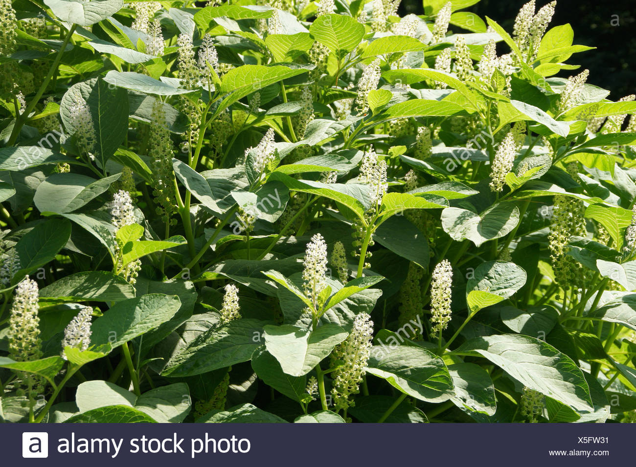 Polk Sallet High Resolution Stock Photography and Images - Alamy
