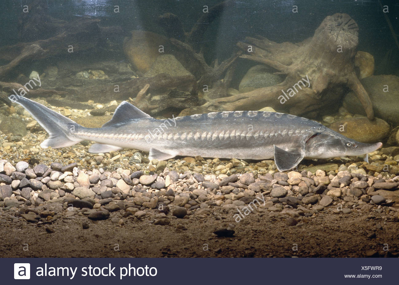 Huso Huso High Resolution Stock Photography and Images - Alamy