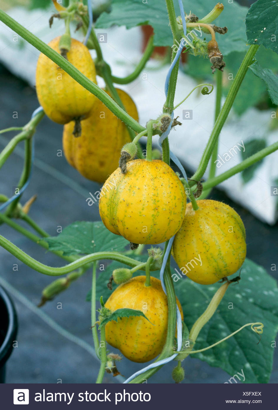 Crystal Cucumber High Resolution Stock Photography and Images - Alamy