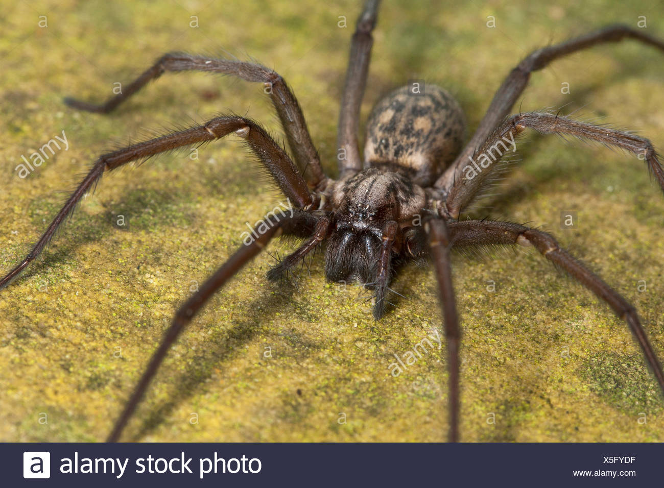 Tegenaria Gigantea Stock Photos & Tegenaria Gigantea Stock Images - Alamy