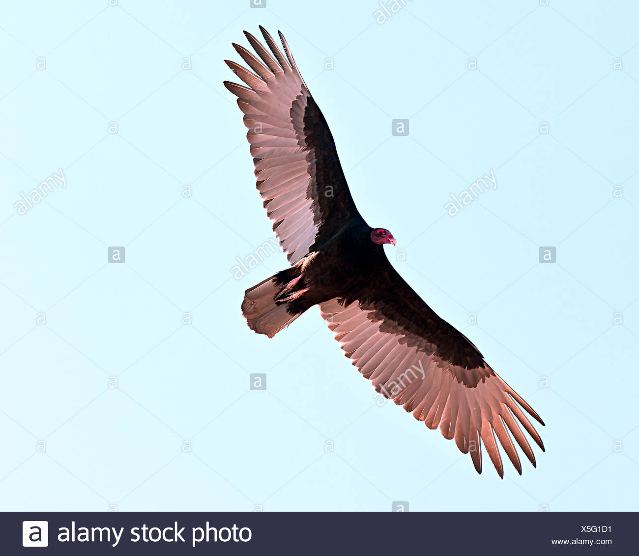 Animal Wildlife Vulture High Resolution Stock Photography and Images ...