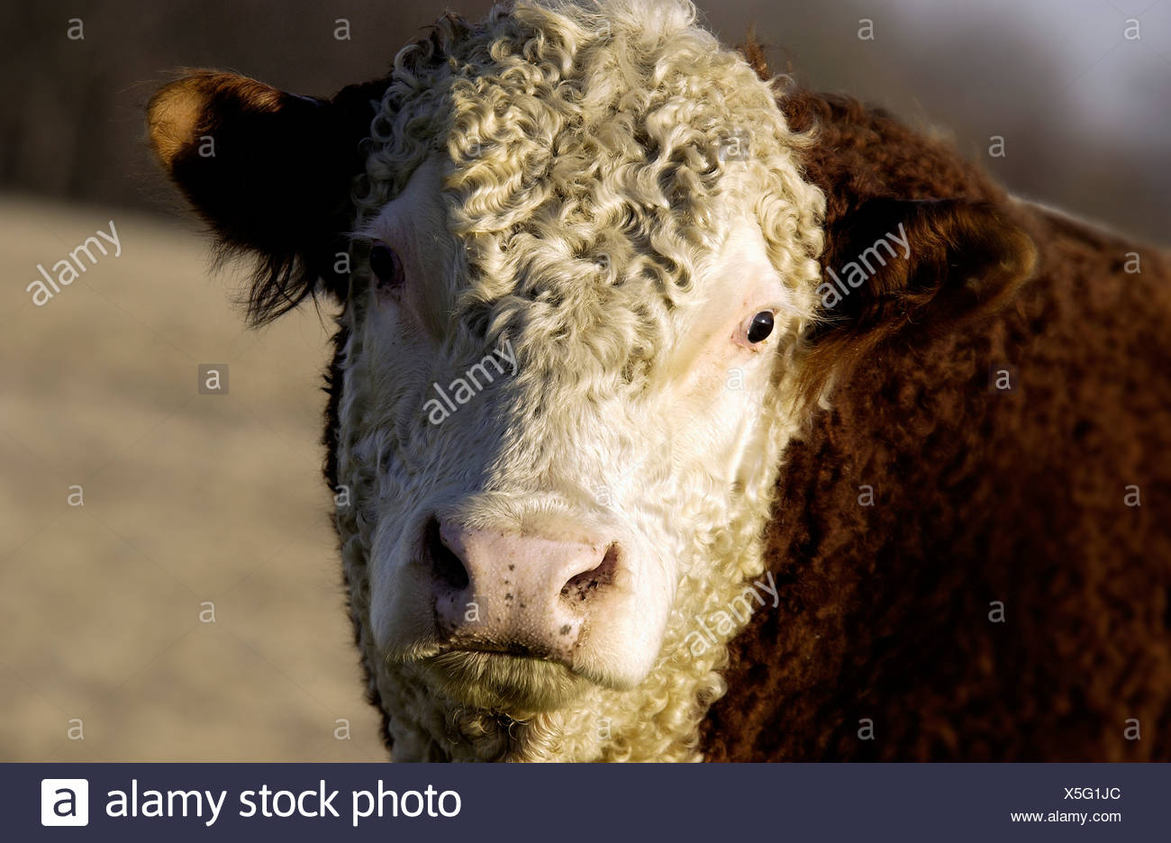 Forward Facing Cow High Resolution Stock Photography and Images - Alamy