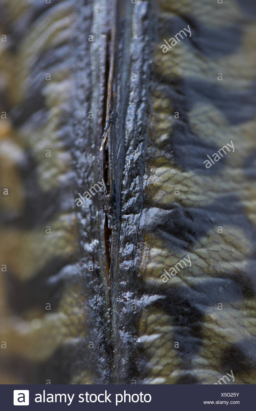 Mackerel Fish Stock Photos & Mackerel Fish Stock Images - Alamy