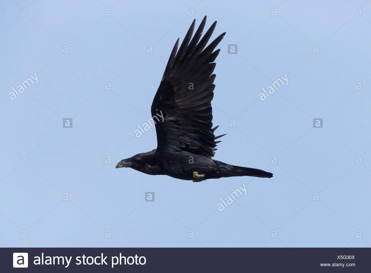 Common Raven In Flight High Resolution Stock Photography and Images - Alamy