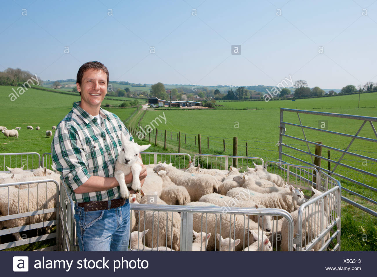 Shepherd Holding Lamb In Pasture Stock Photos & Shepherd Holding Lamb ...