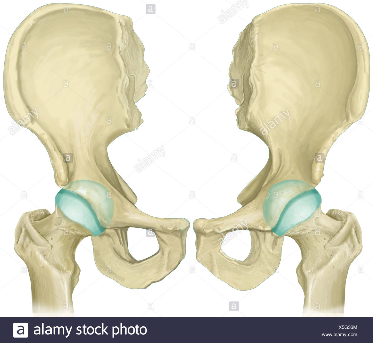 Coxal Stock Photos & Coxal Stock Images - Alamy