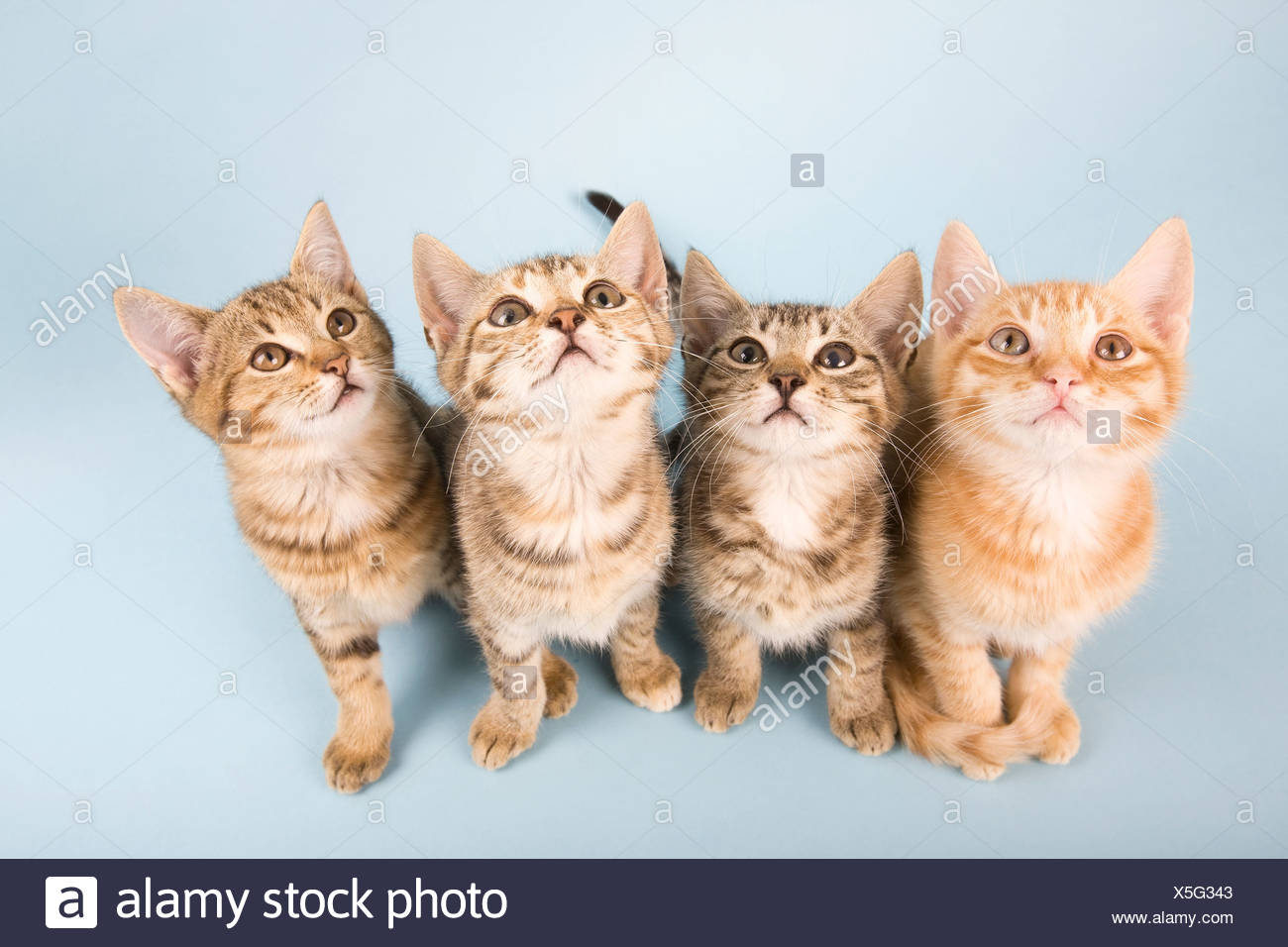 Four Look High Resolution Stock Photography and Images - Alamy