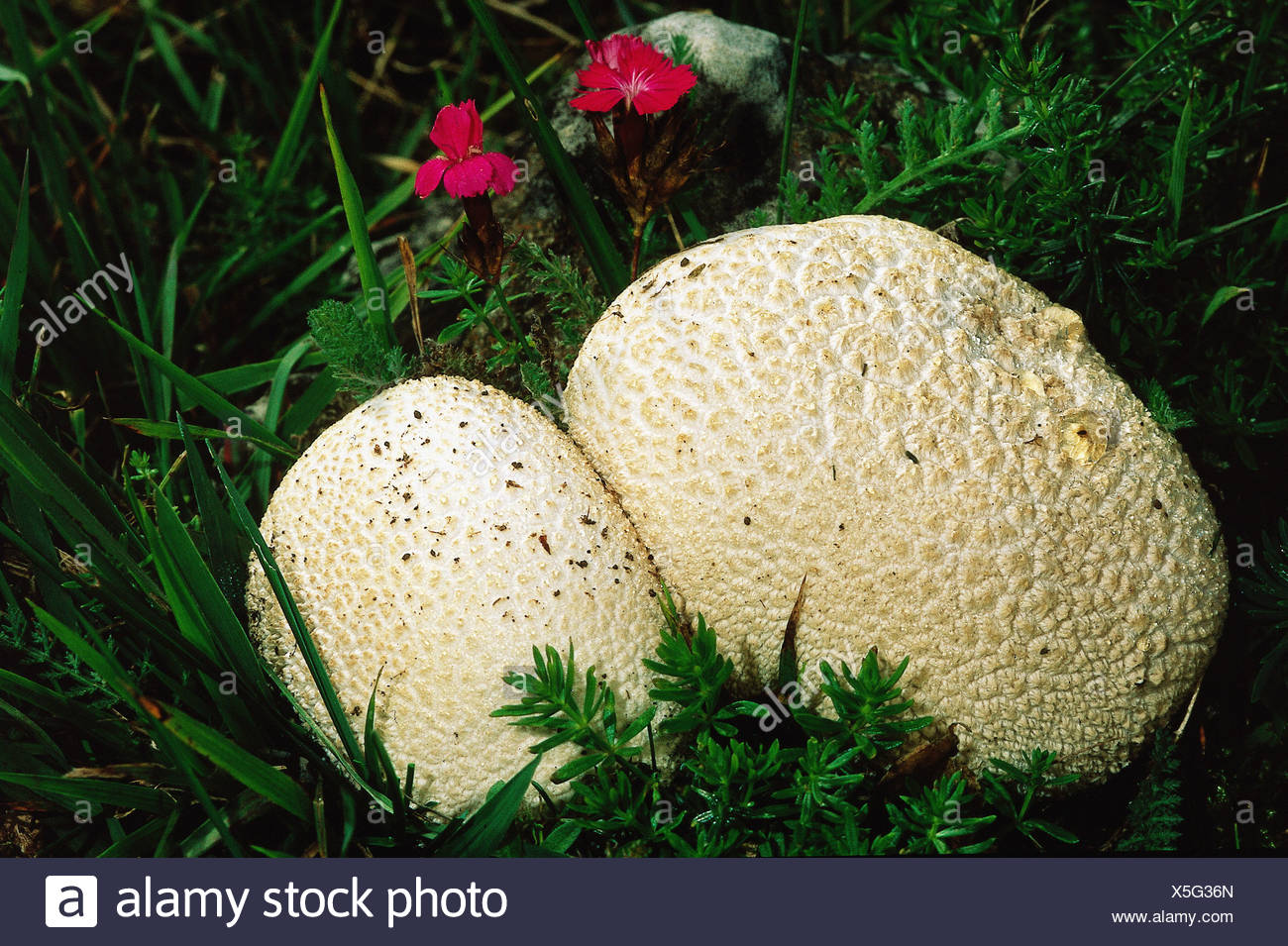 Vascellum Pratense High Resolution Stock Photography and Images - Alamy