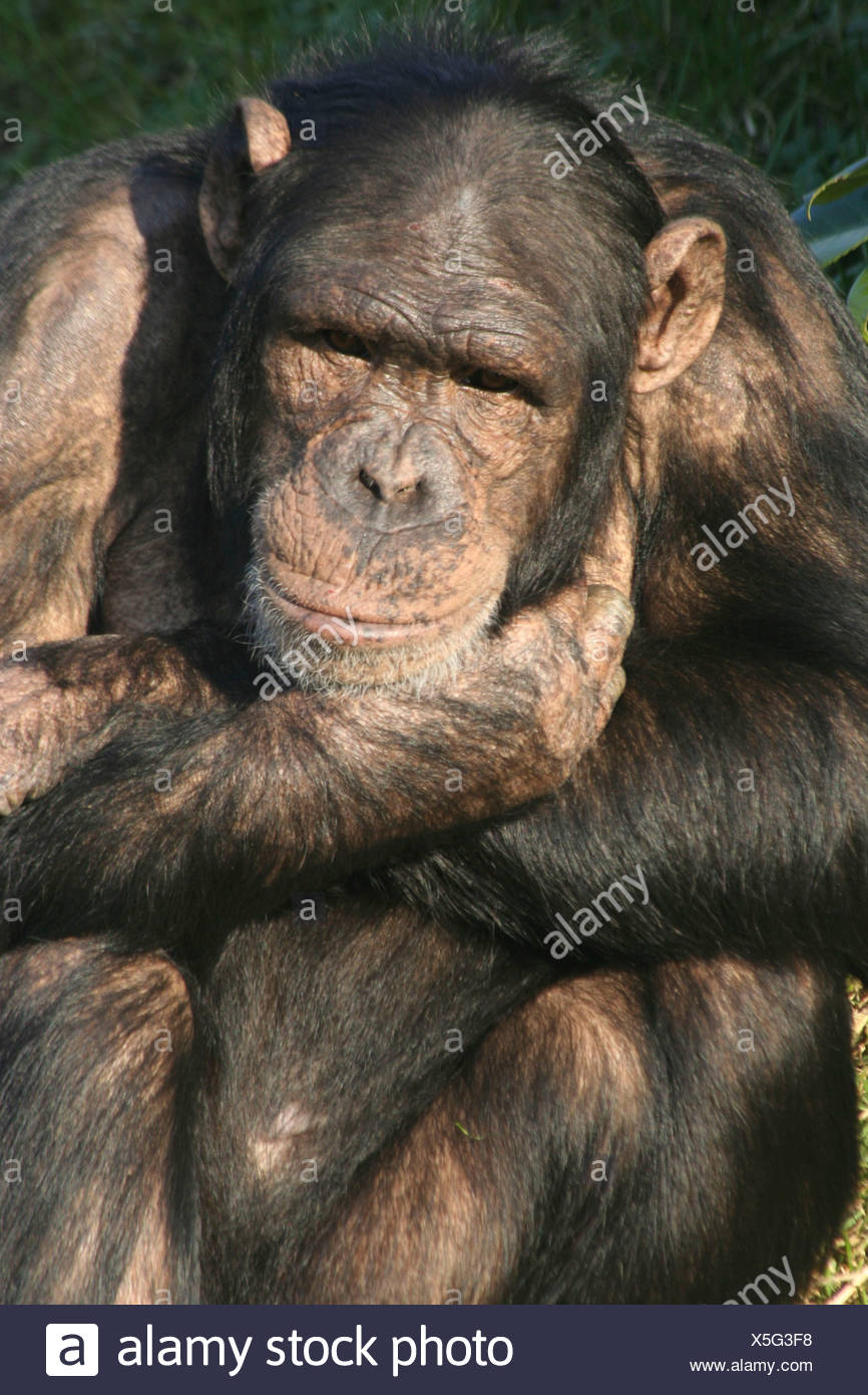 Chimpanzee Upright High Resolution Stock Photography and Images - Alamy