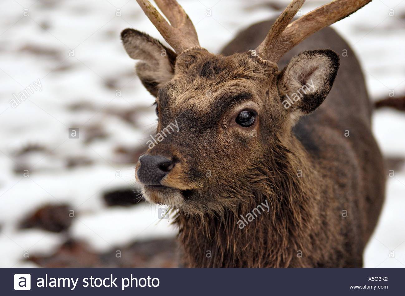 Hirsch Im Schnee High Resolution Stock Photography and Images - Alamy