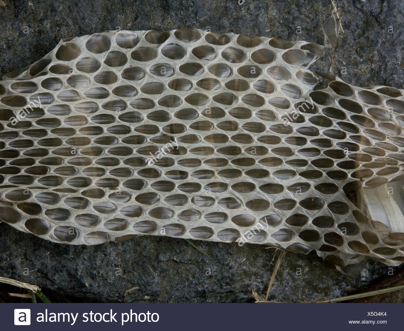 Reptile Skins High Resolution Stock Photography and Images - Alamy