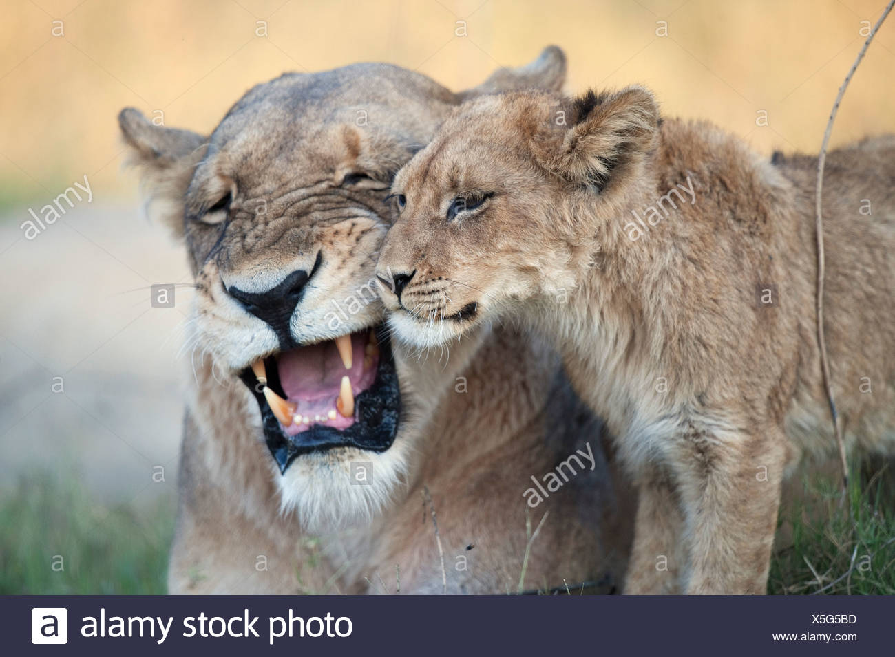 Growling Lion High Resolution Stock Photography and Images - Alamy