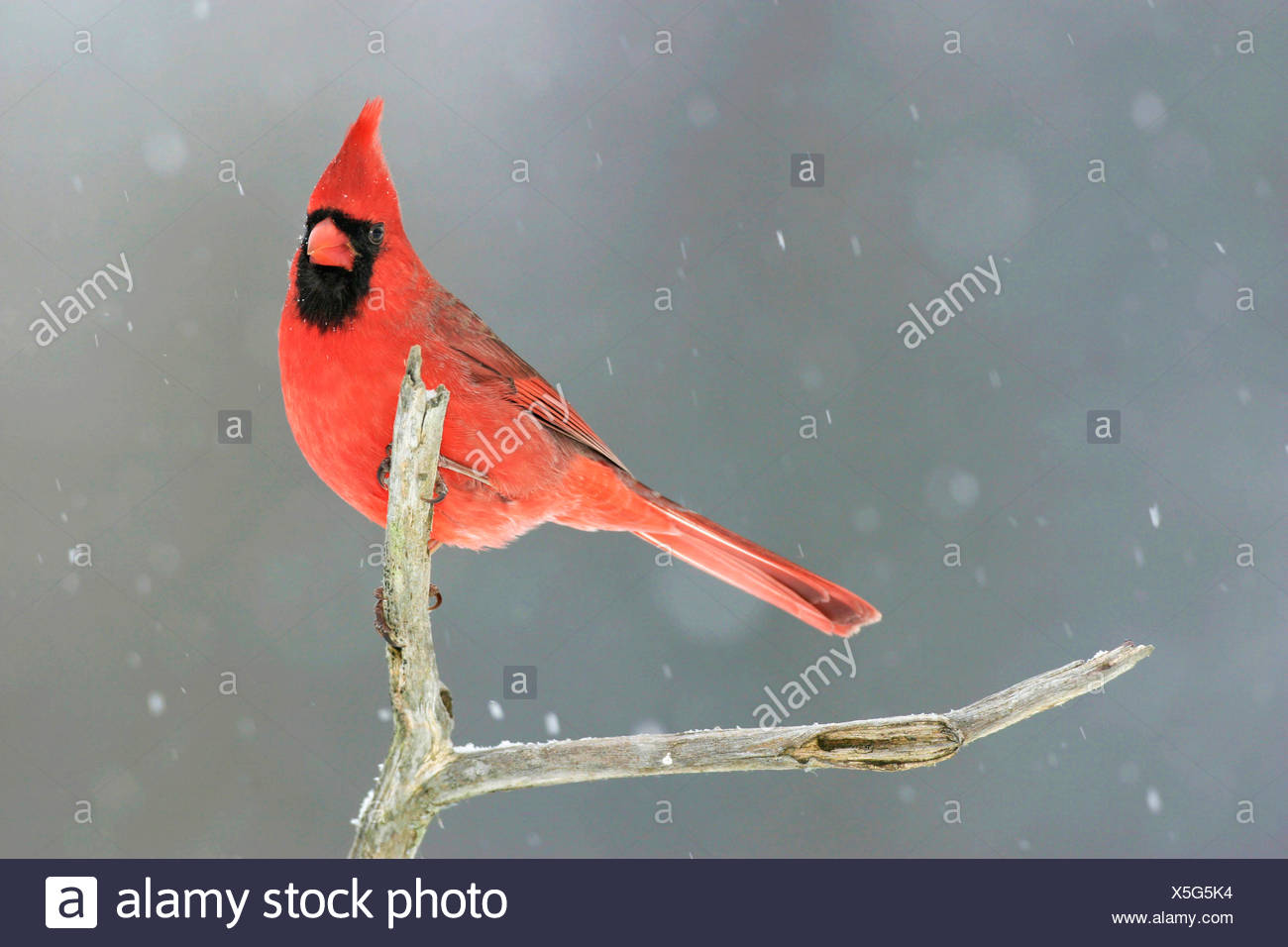 Der Rote Vogel Stock Photos & Der Rote Vogel Stock Images - Alamy