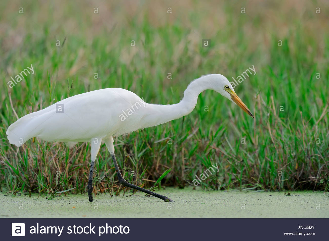 Intermediate Egrets Stock Photos & Intermediate Egrets Stock Images - Alamy