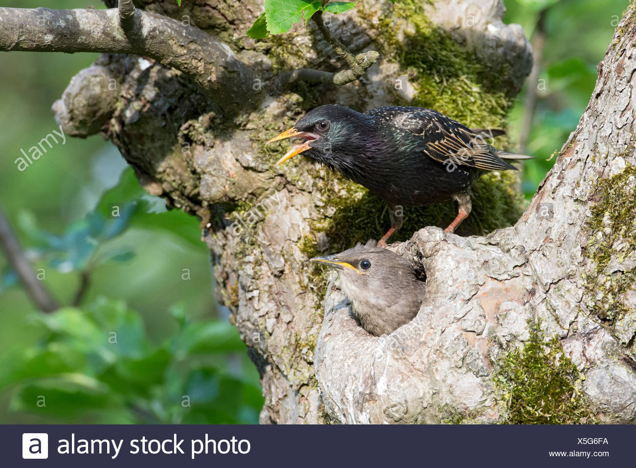 Old Bird Nest High Resolution Stock Photography and Images - Alamy