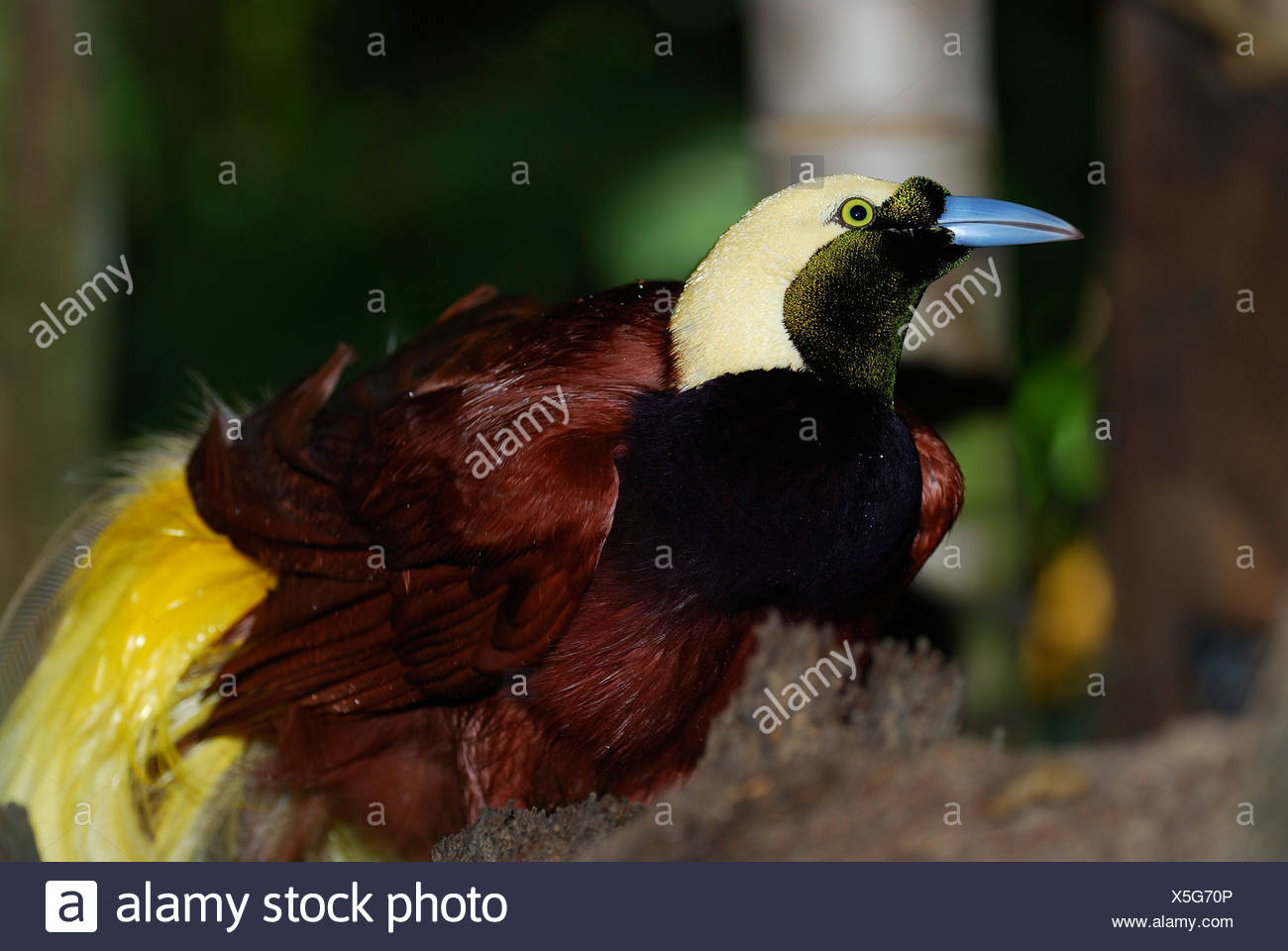 Greater Bird Of Paradise High Resolution Stock Photography and Images ...