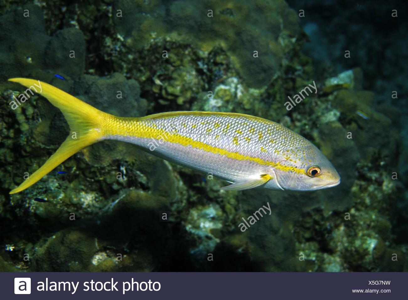 Yellowtail Snapper High Resolution Stock Photography and Images - Alamy