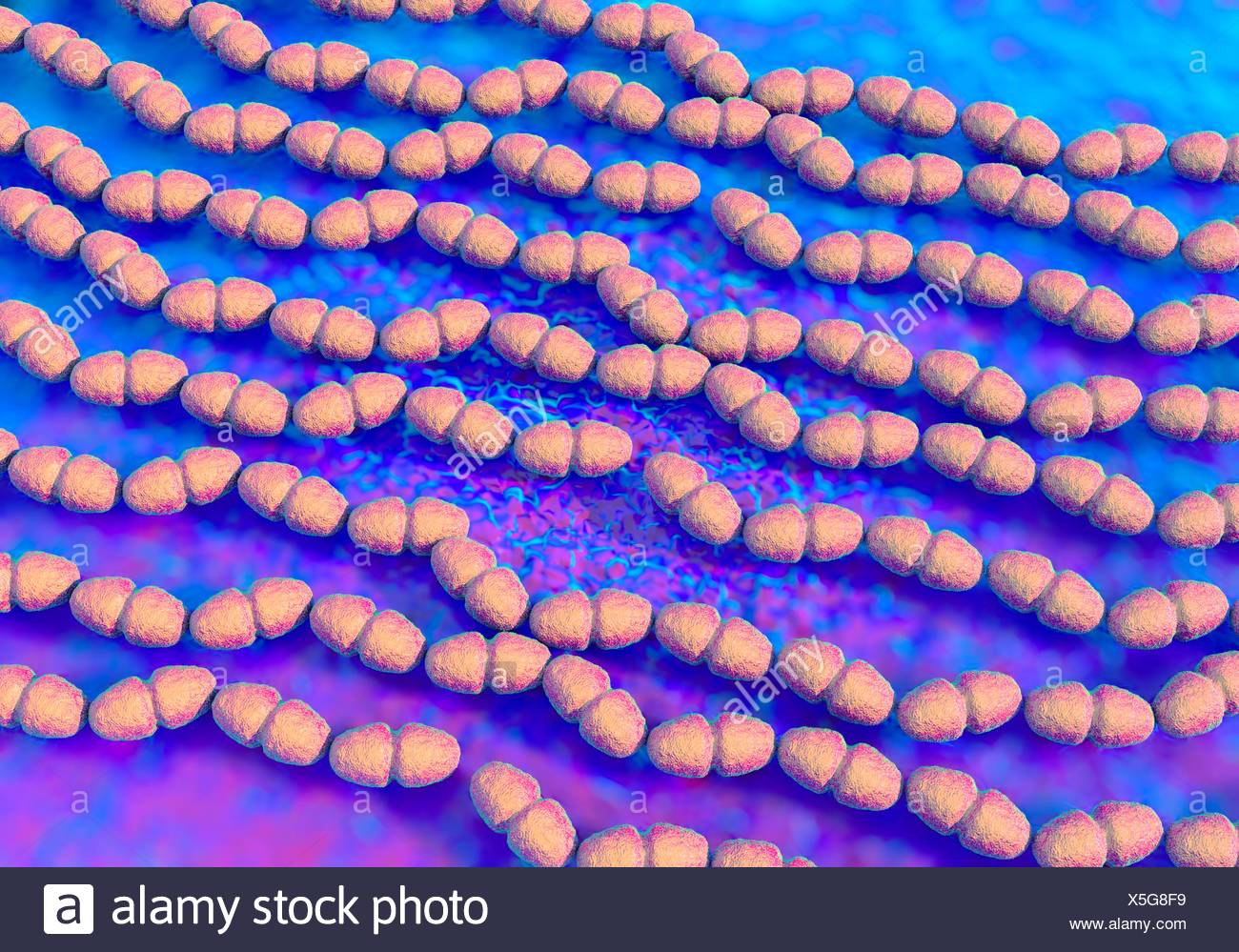 Enterococcus Faecalis High Resolution Stock Photography and Images - Alamy